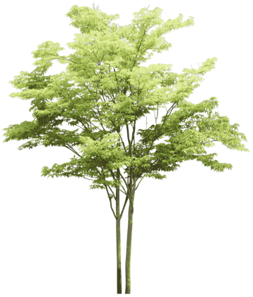 Tree for natural plant, tree, branch, long green tree png - PNGArc